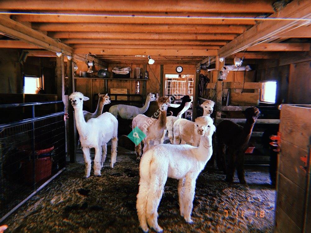 Alpacas Of The Heartland - Fort Calhoun