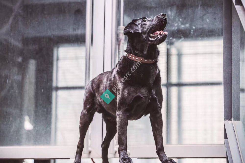 iPet Grooming - San Dimas