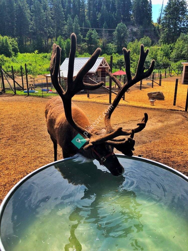 Leavenworth Reindeer Farm Leavenworth