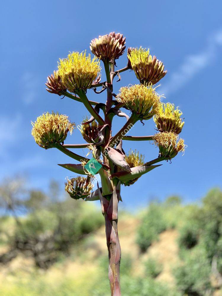 Theodore Payne Foundation For Wild Flowers and Native Plants - Sun Valley