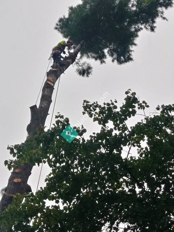 Windham Tree Services - Windham